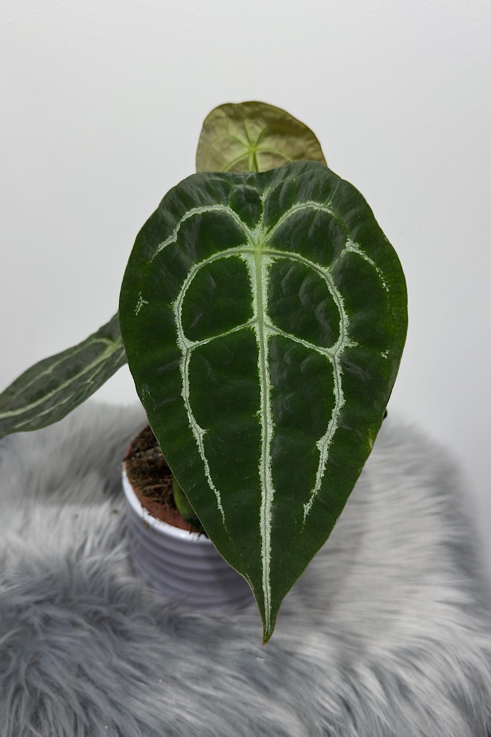 Anthurium Forgetti – www.augi-plants.lv
